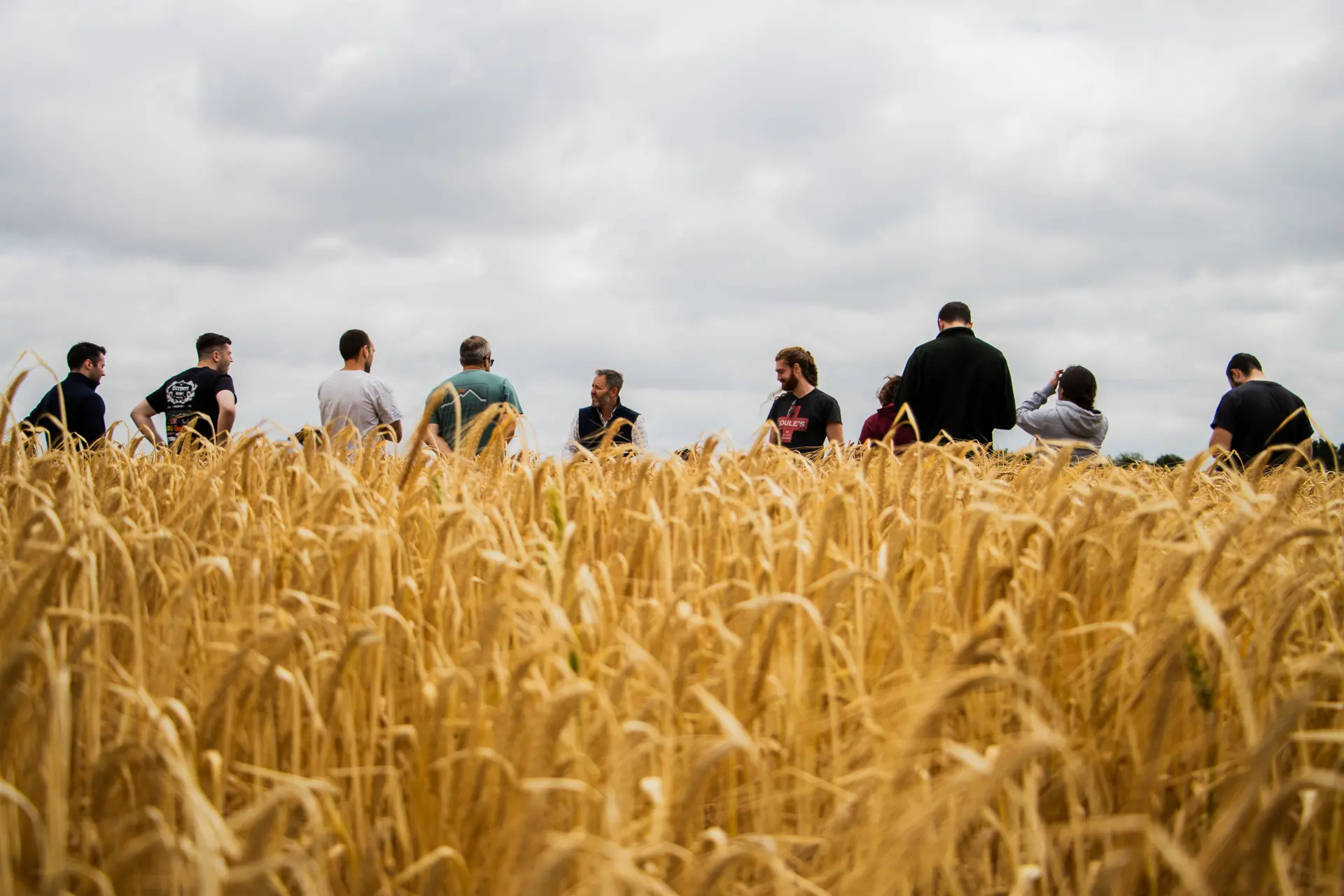 Base Malts For Brewing | Heritage & Modern Malts for Craft Beers