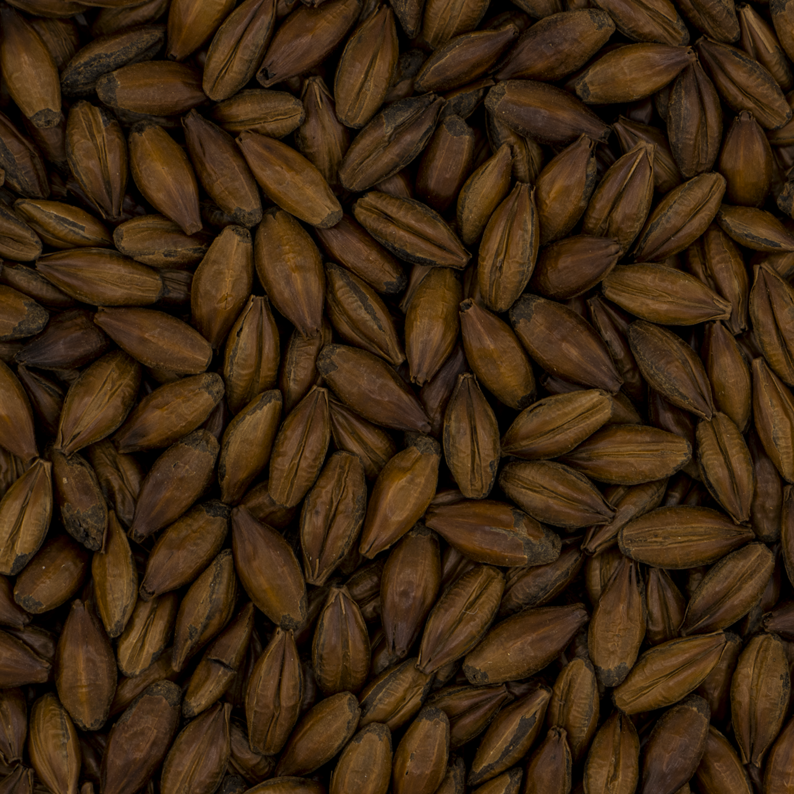 Chocolate Malt | Rich Cocoa & Coffee Flavours