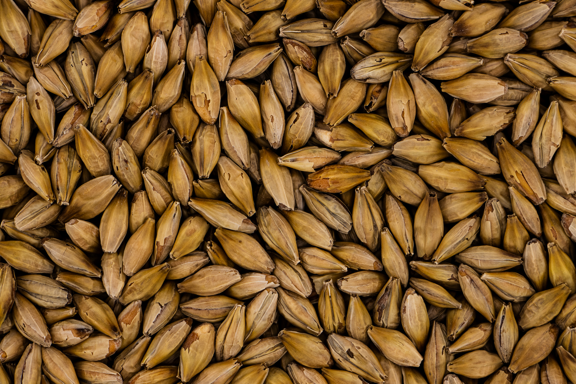 Aromatic Malt | Sweet Malt Aroma & Rich Toasted Depth