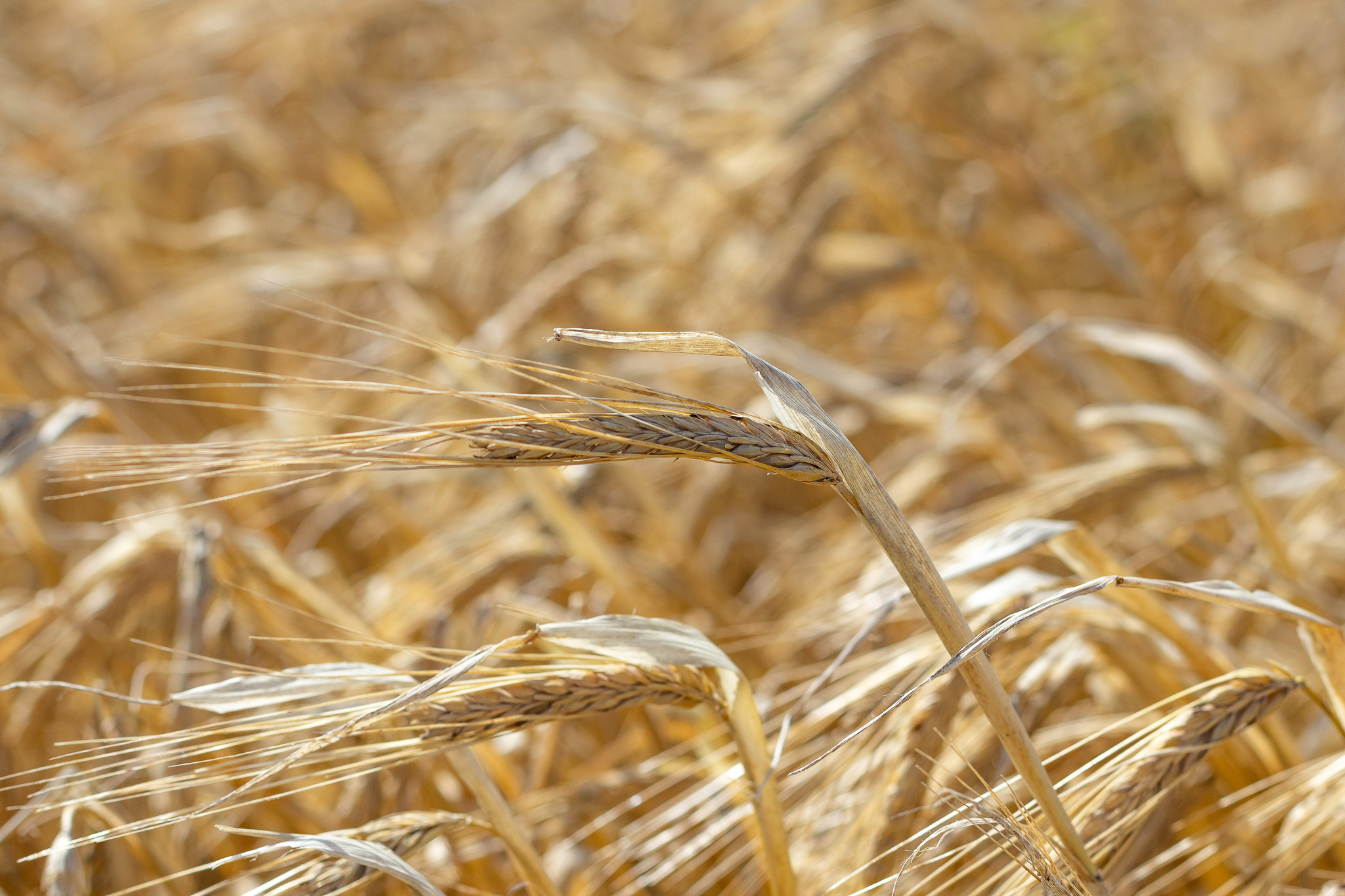Supply Chain | From Grower to Maltster With Full Traceability