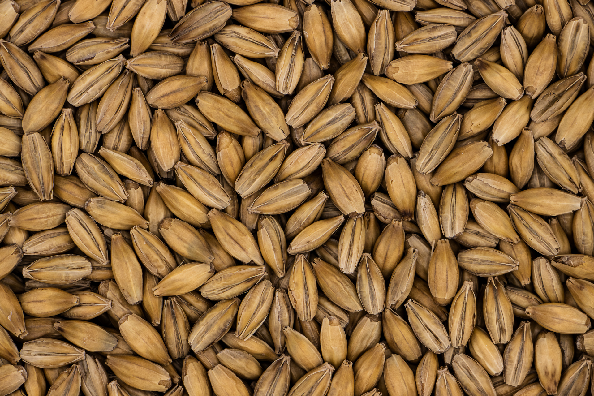 Chit Malt | Enhanced Foam, Body & Haze Stability