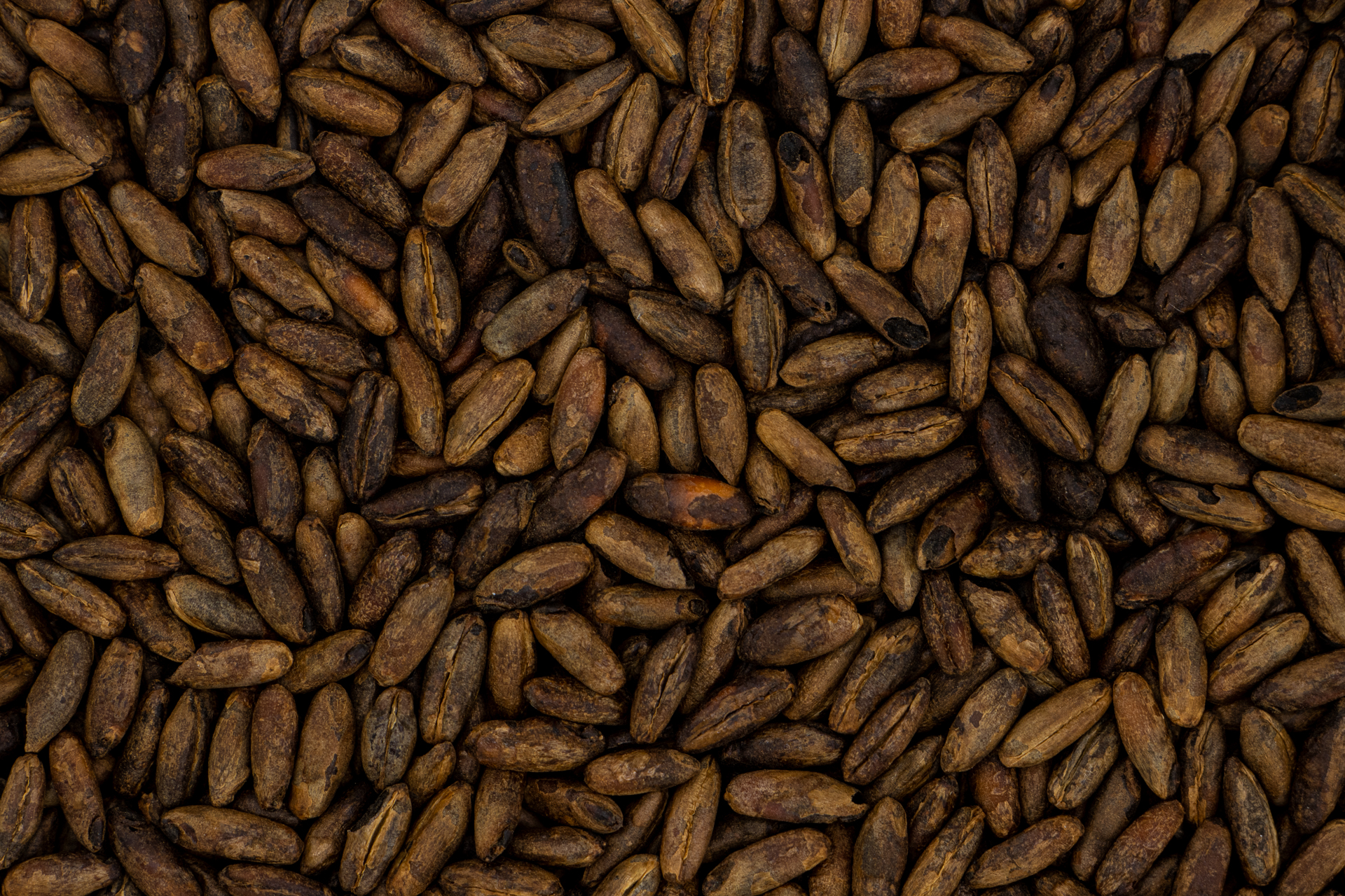 Red Rye Crystal | Sweet, Spicy Malt for Seasonal Beers