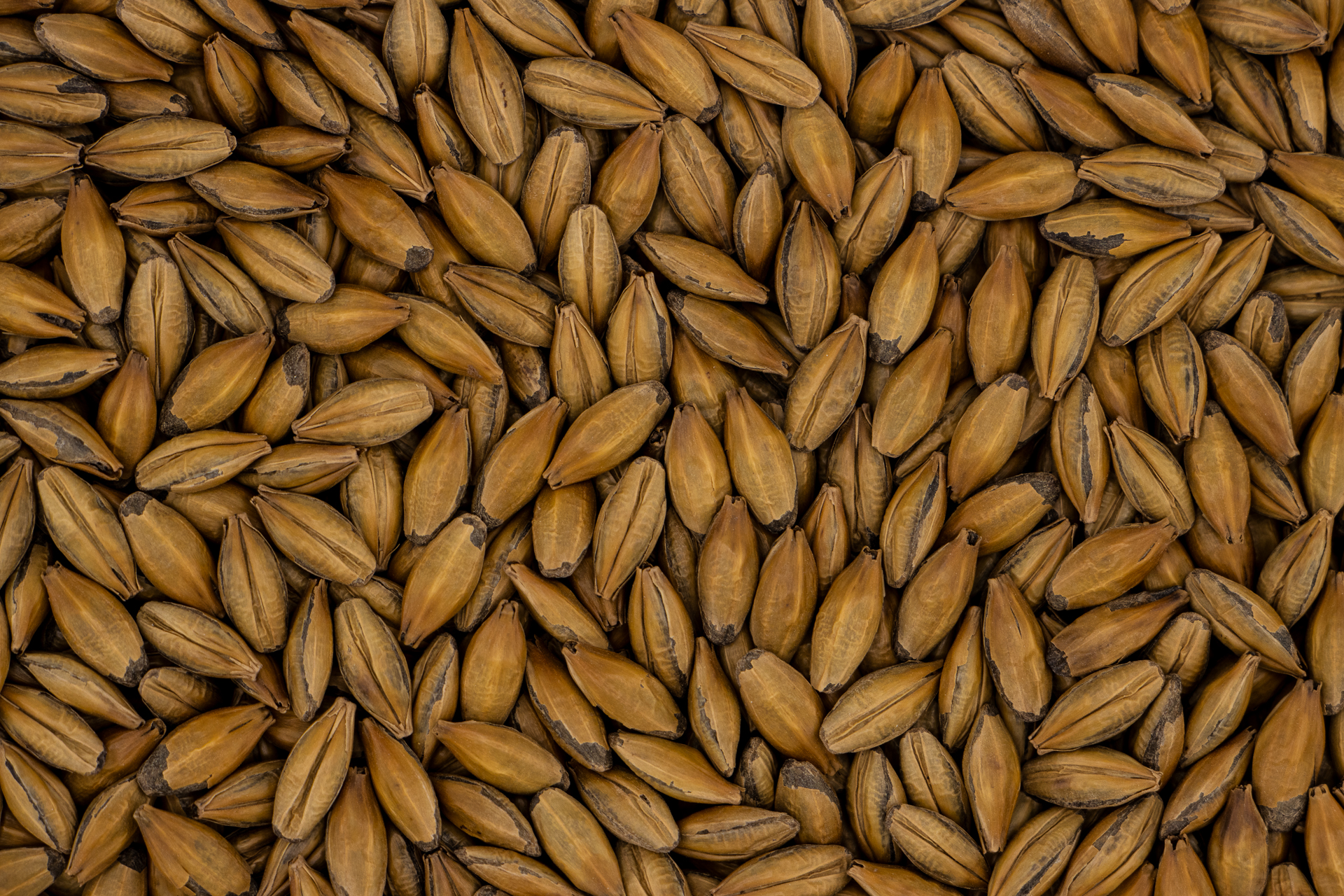 Export Pale Brown | Light Toasted Malt with Nutty Depth