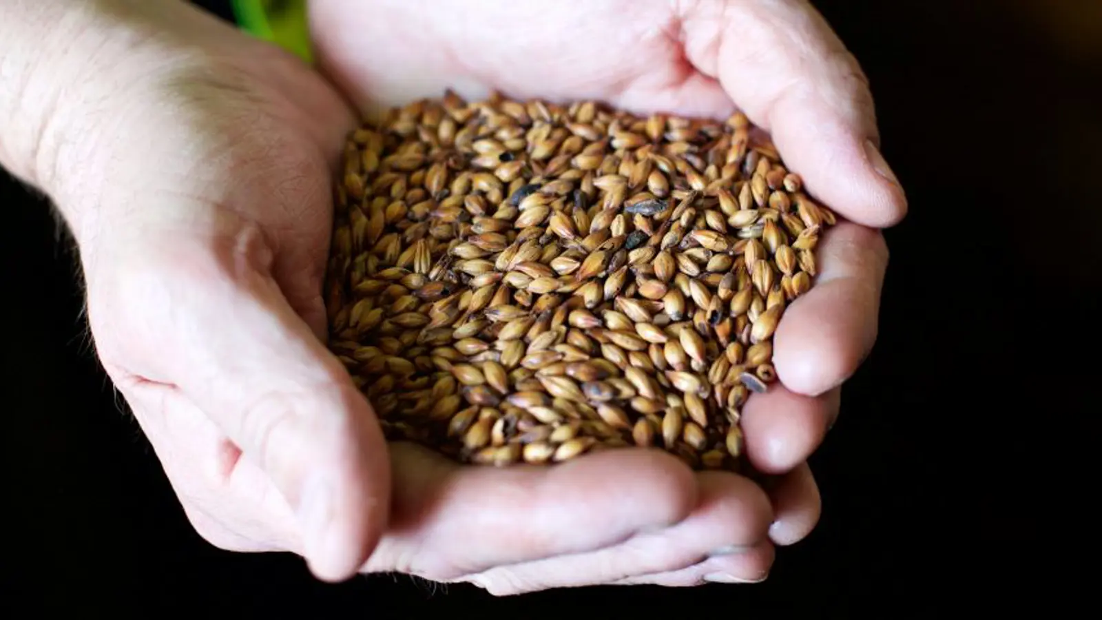 How is crystal malt made? | Simpsons Malt