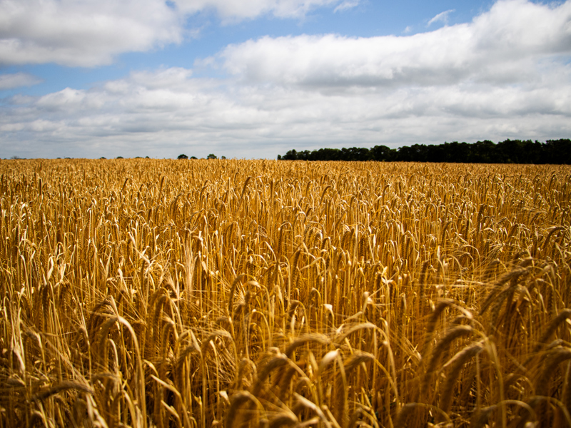 What 100% FSA Gold barley means for brewers and distillers