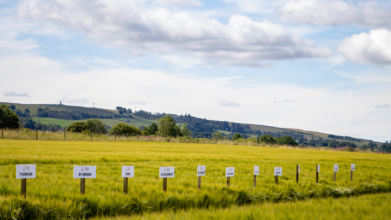 Supply Chain | From Grower to Maltster With Full Traceability