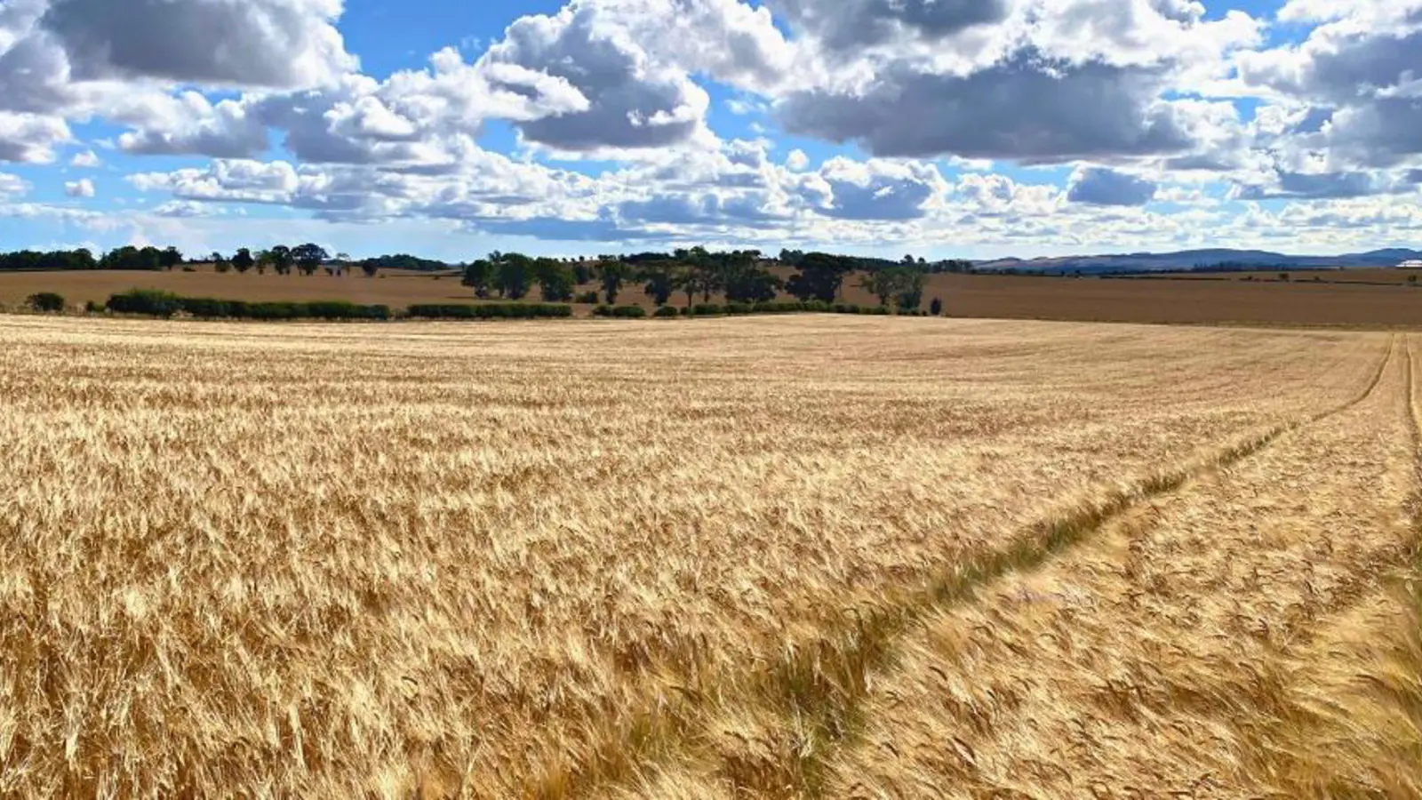 2022 Barley Harvest: War in Ukraine, market volatility & impact on 2023 ...