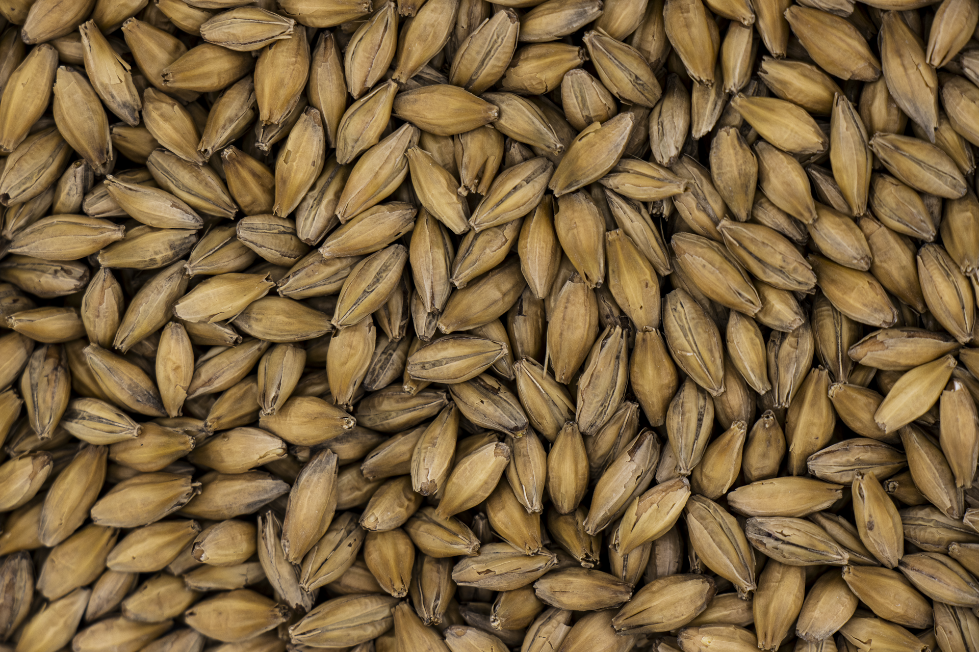 Extra Pale Ale Malt | Light, Clean Premium Brewing Malt