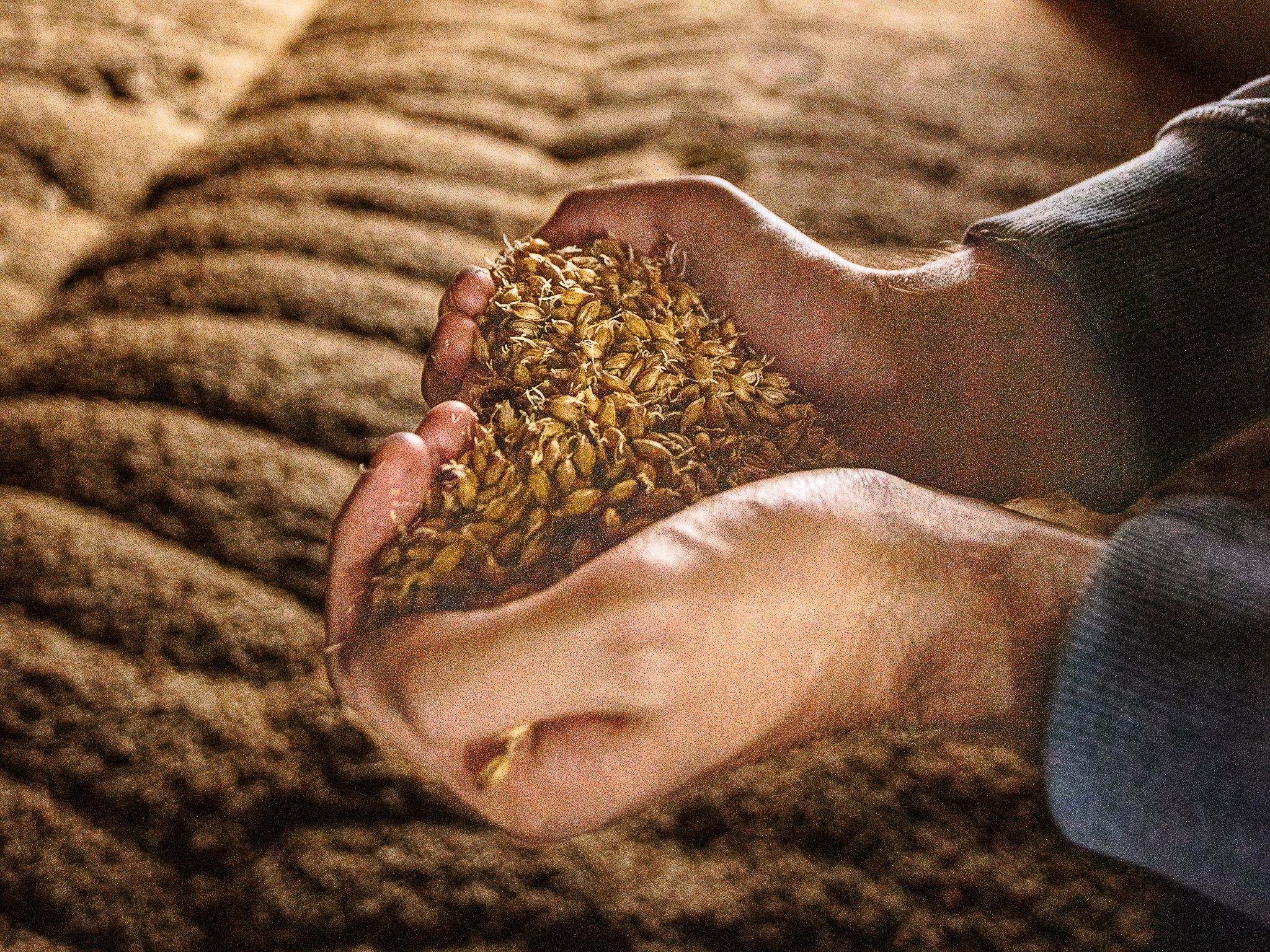 Malting Process | How Brewing & Distilling Malts Are Made