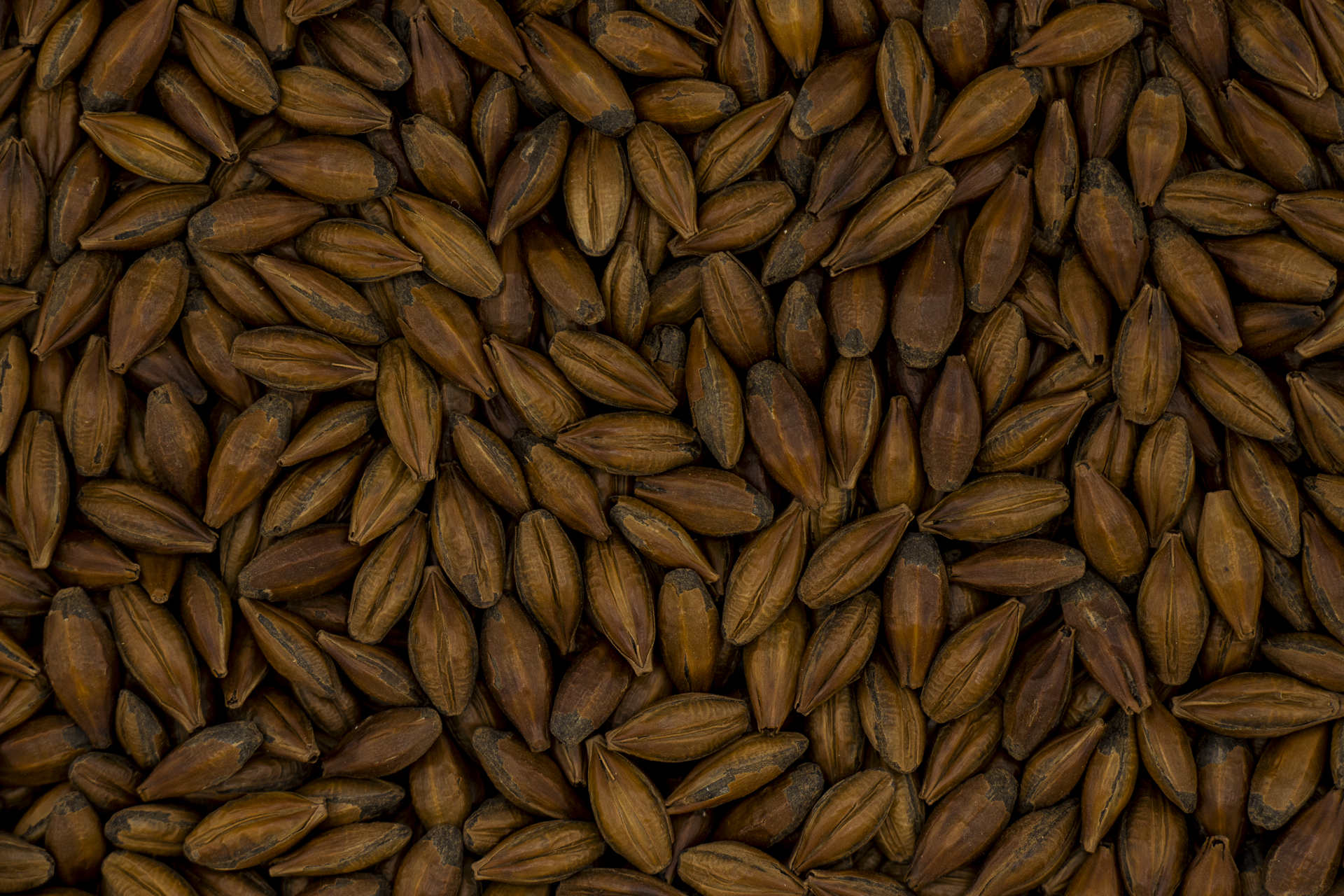 Brown Malt | Rich Roasted Biscuit, Coffee & Cocoa Flavours