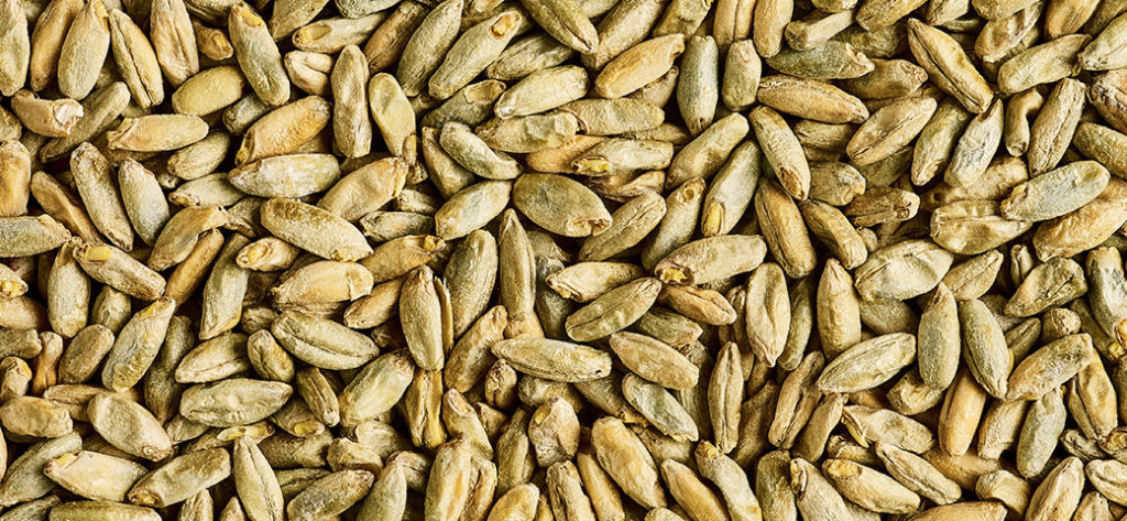 Malted Rye - Simpsons Malt