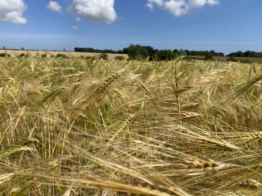 Bere Barley: Using the heritage barley as malt in brewing - Simpsons Malt