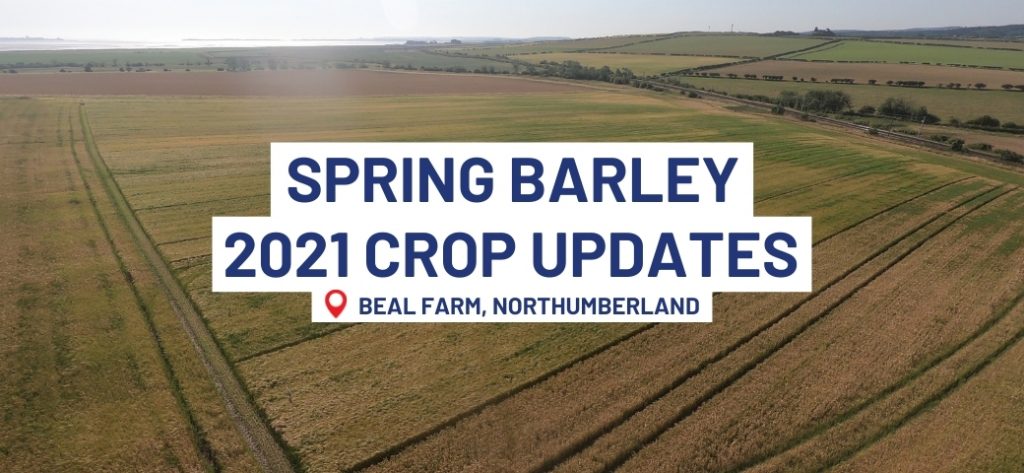 Spring Barley 2021: Crop Updates from Beal Farm - Simpsons Malt